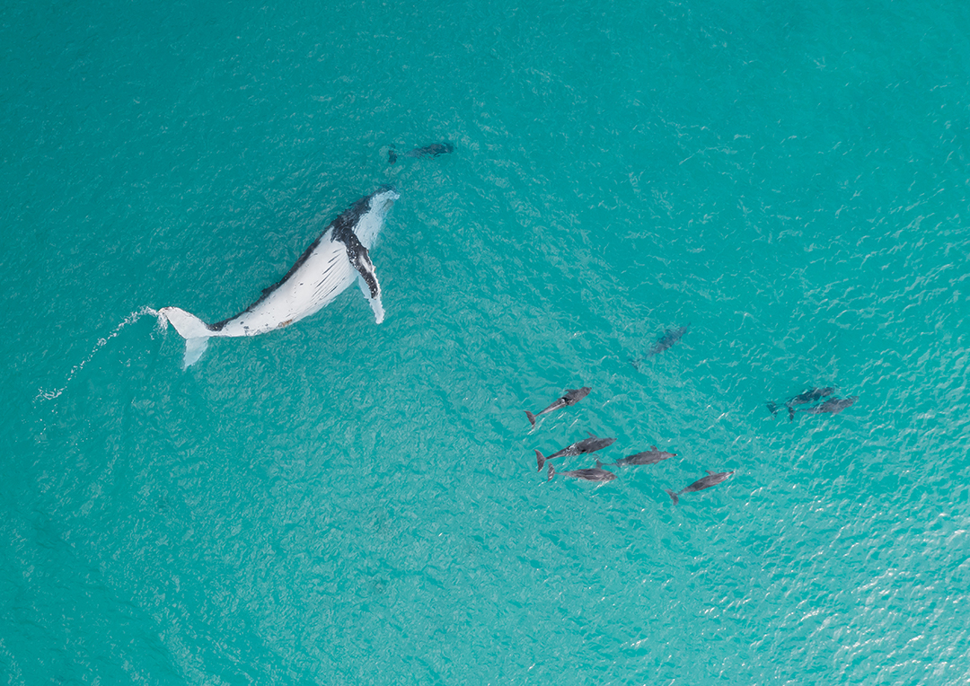 Ocean Buddies - Whale and Dolphins Photography Print - Aeroaus